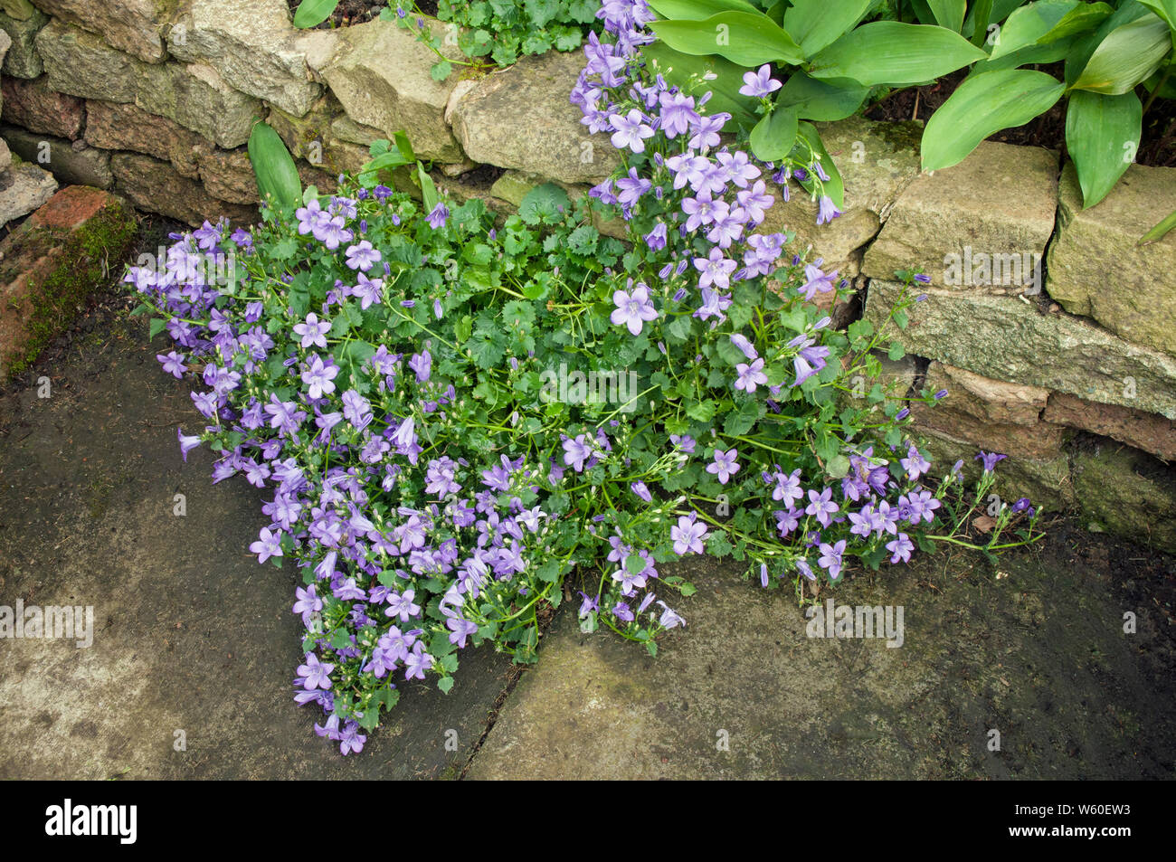 Campanula poscharskyana or Bellflower a vigorous perennial with purple ...