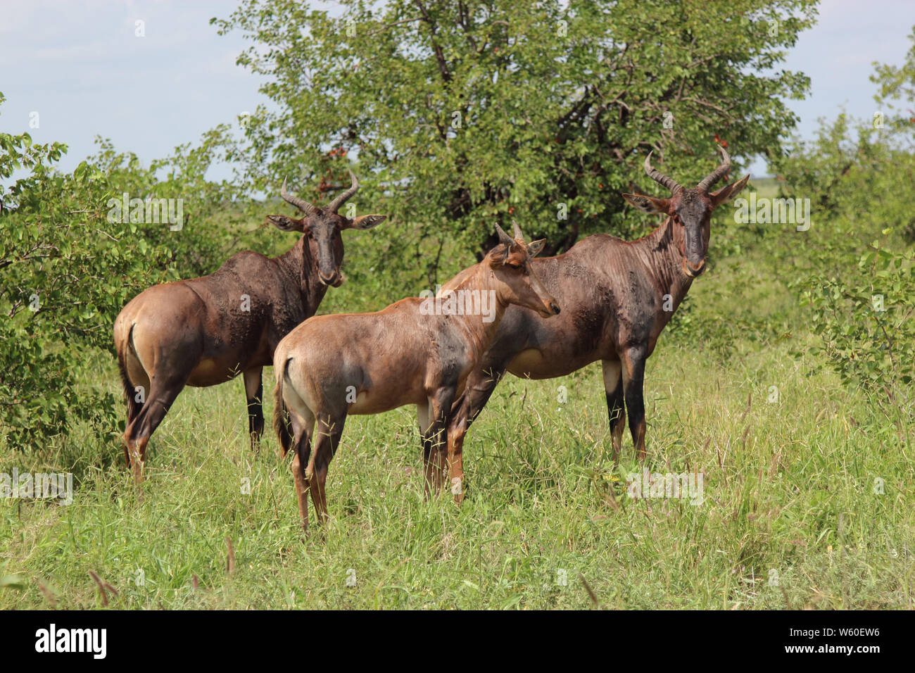 Leierantilope oder Halbmondantilope / Common Tsessebe / Damaliscus ...