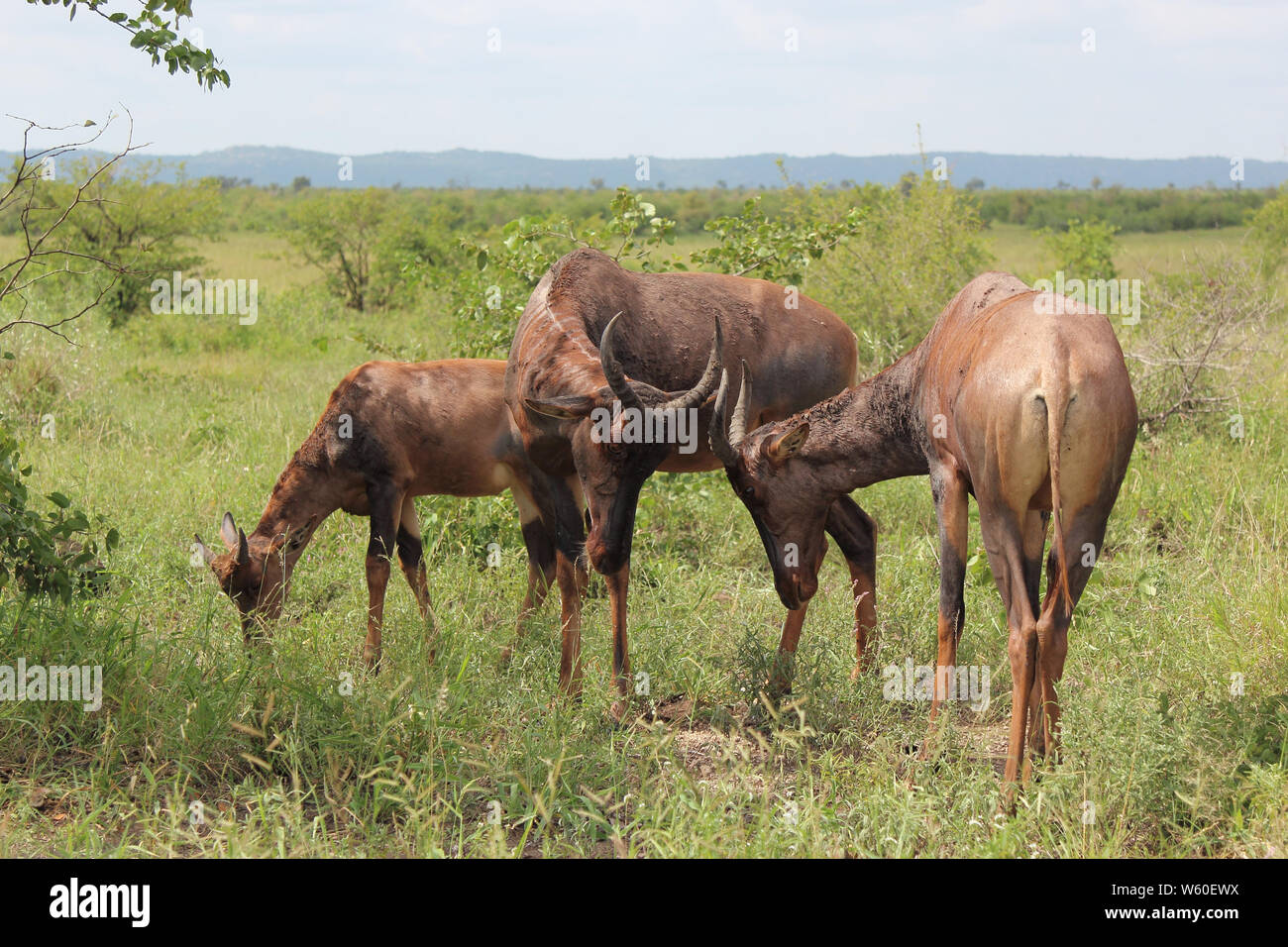 Leierantilope oder Halbmondantilope / Common Tsessebe / Damaliscus ...