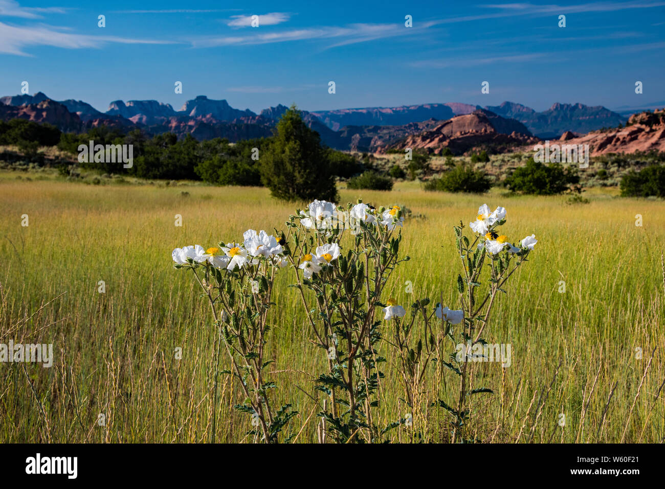 High mountain wildflowers in Southern Utah Stock Photo - Alamy