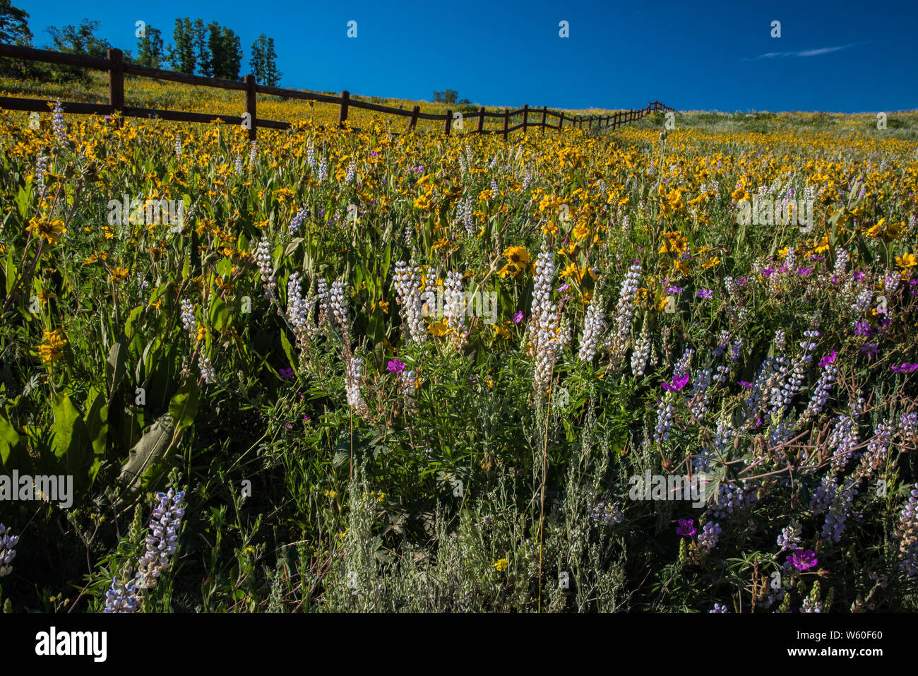 High mountain wildflowers in Southern Utah Stock Photo - Alamy