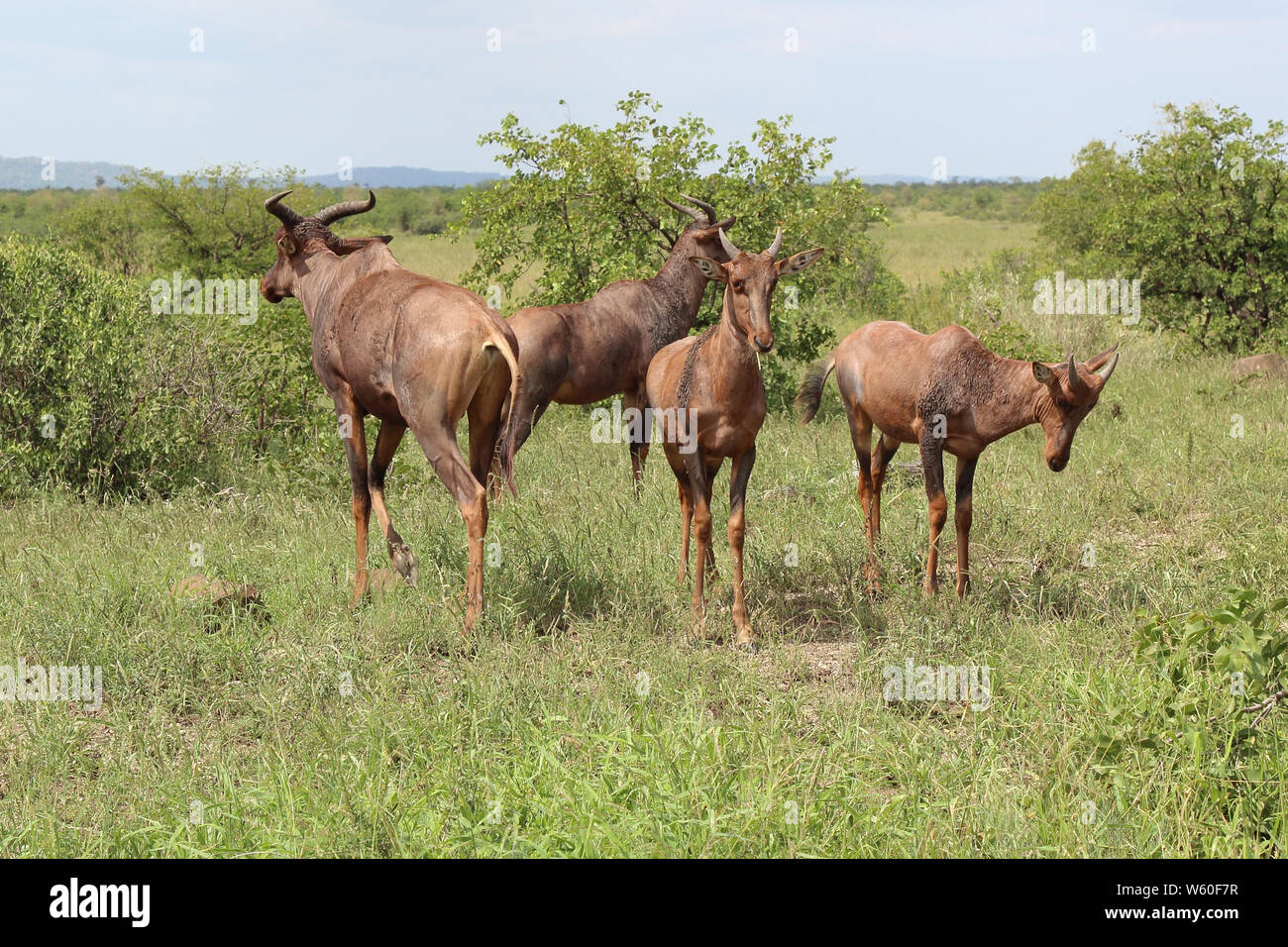 Leierantilope oder Halbmondantilope / Common Tsessebe / Damaliscus ...
