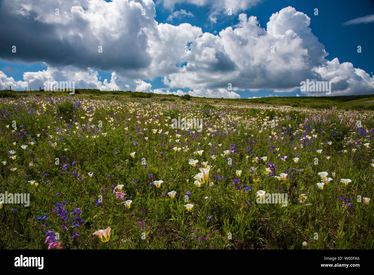 Rolling flor hi-res stock photography and images - Alamy