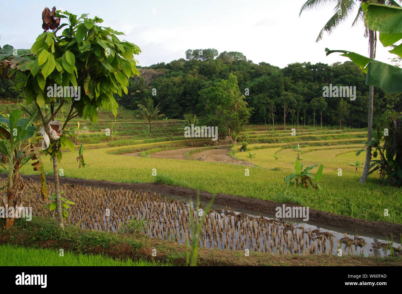 Rice fields on the sides of the Puerba volcano on the Java island in ...
