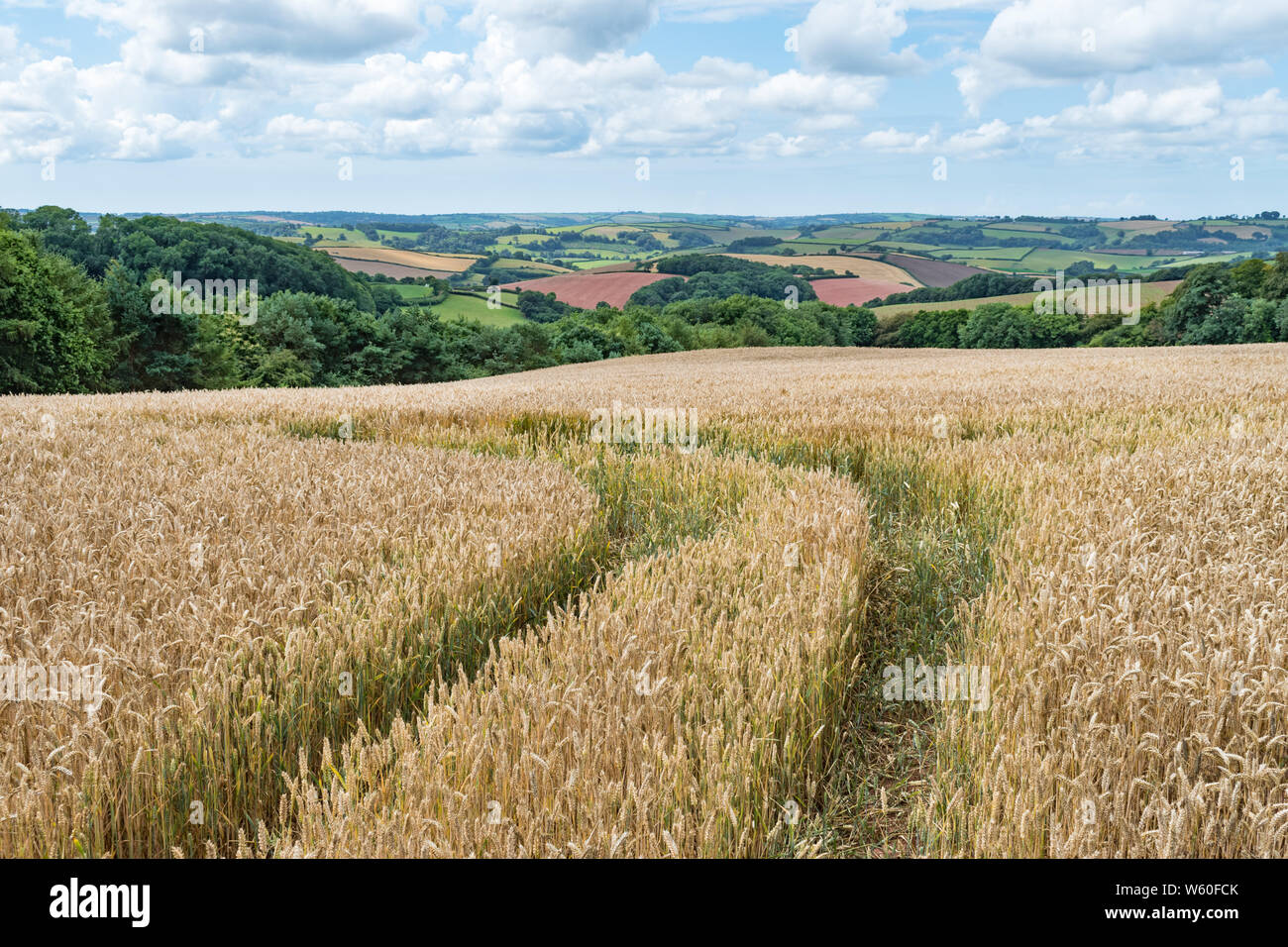 Tracks running off through a golden corn field with views across ...