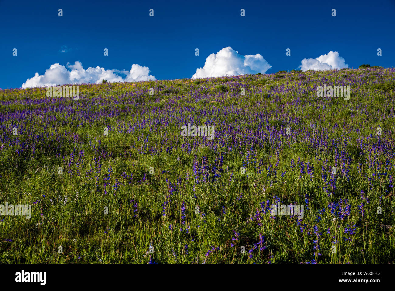 Mountain wildflowers hi-res stock photography and images - Alamy