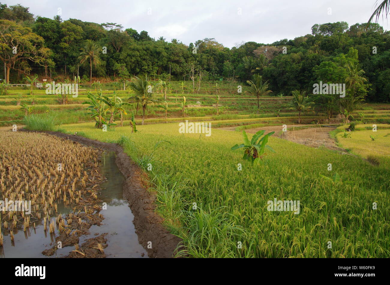 Rice fields on the sides of the Puerba volcano on the Java island in ...