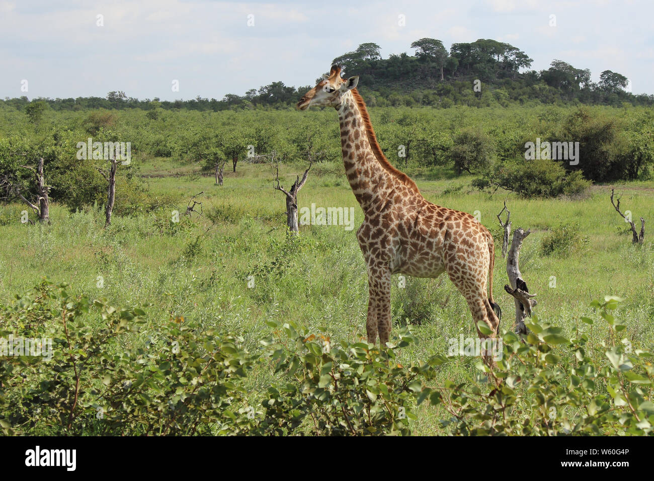 Giraffe / Giraffe / Giraffa Camelopardalis Stock Photo - Alamy