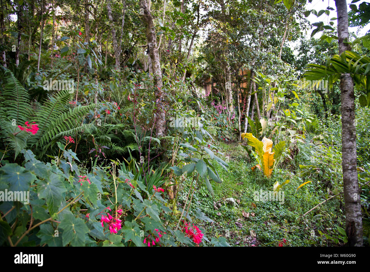 Hummingbird Inn,Leymebamba,Amazonas,Northern Peru,South America Stock ...