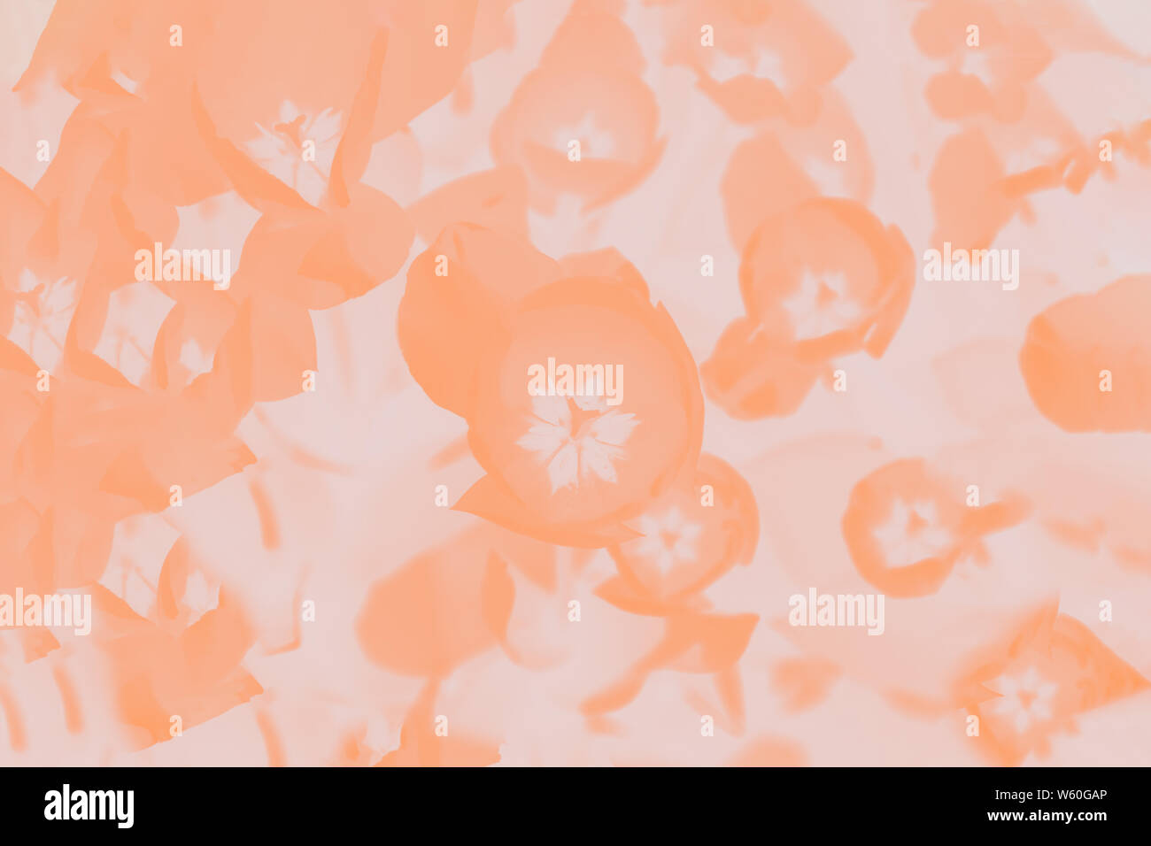 Orange gradient background with tulips floral pattern, abstract pattern ...