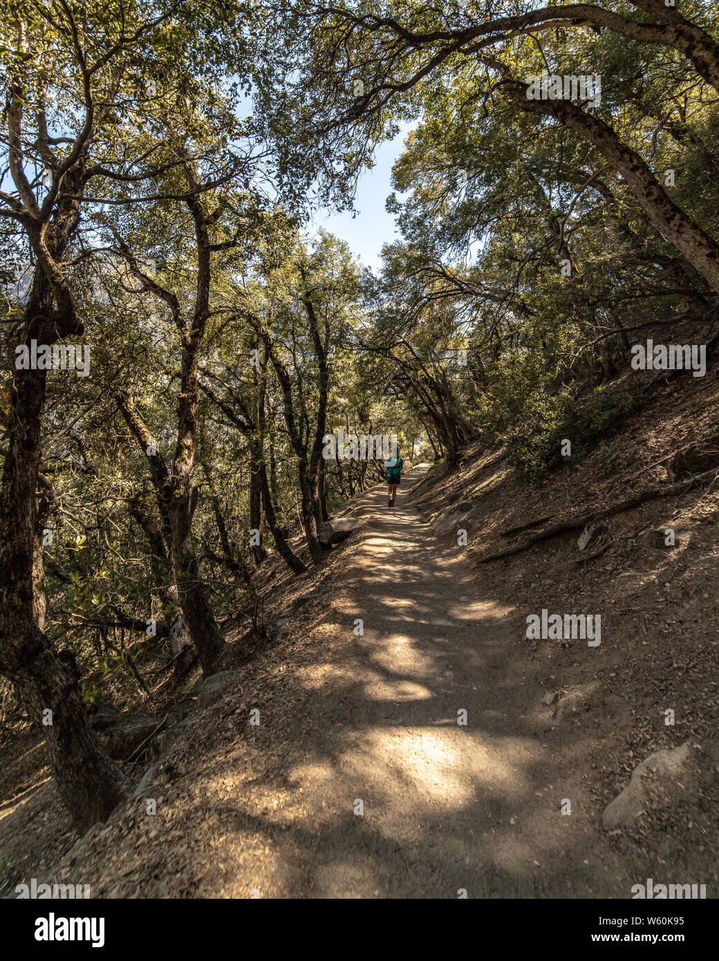 Shadows from trees hi-res stock photography and images - Alamy