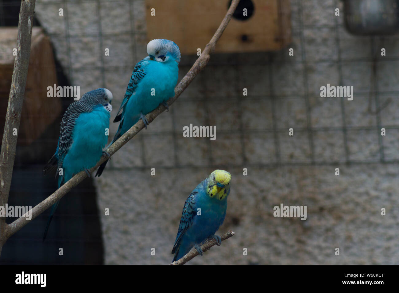 Canaries Bird High Resolution Stock Photography and Images - Alamy
