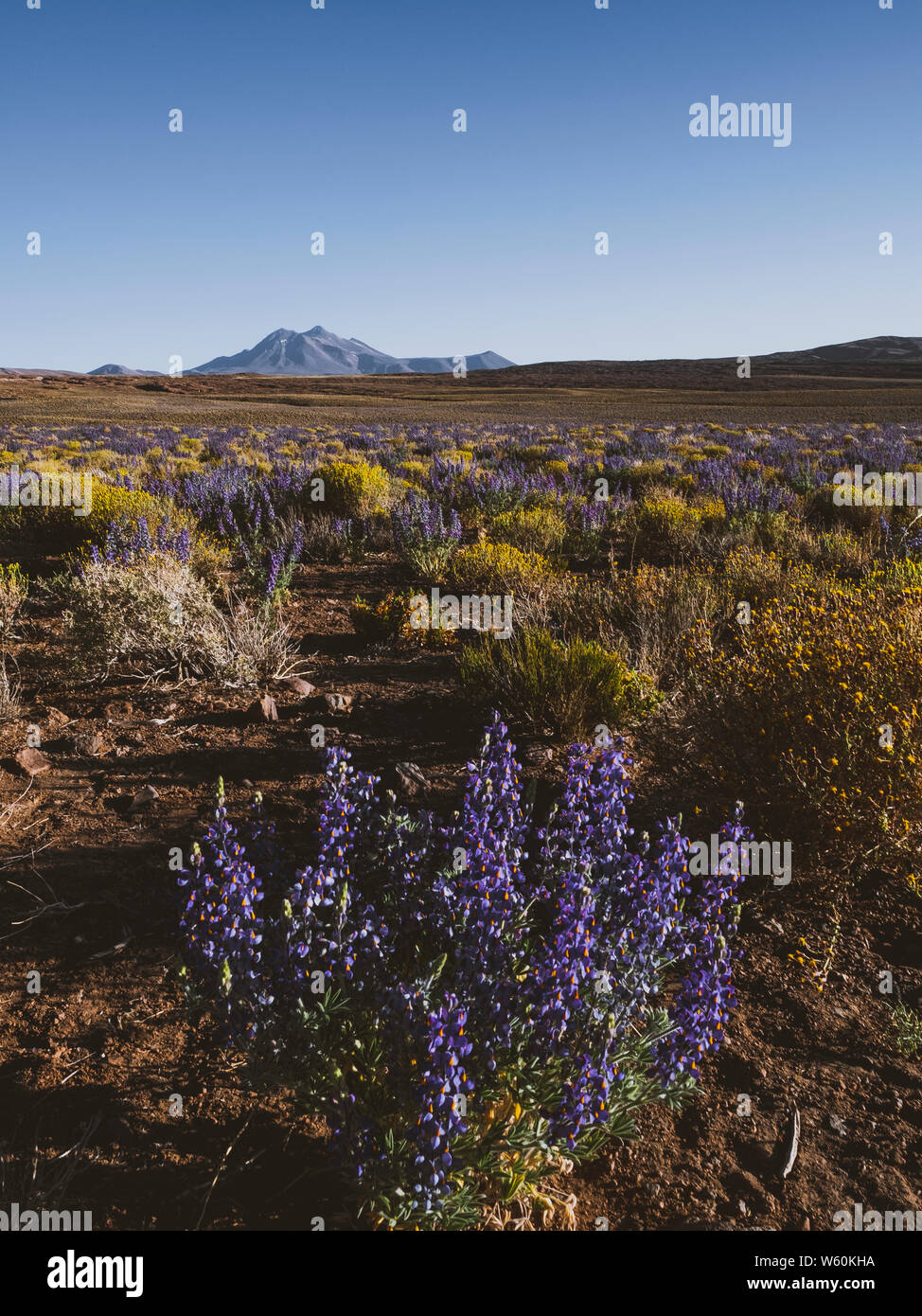 A month in Chile during December 2017, visiting places such us Valparaiso, Santiago, Atacama ...