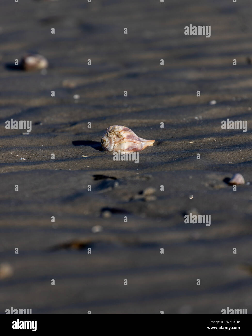 Sea shell isolated in the sunlight on sandy beach in Nantucket Stock ...