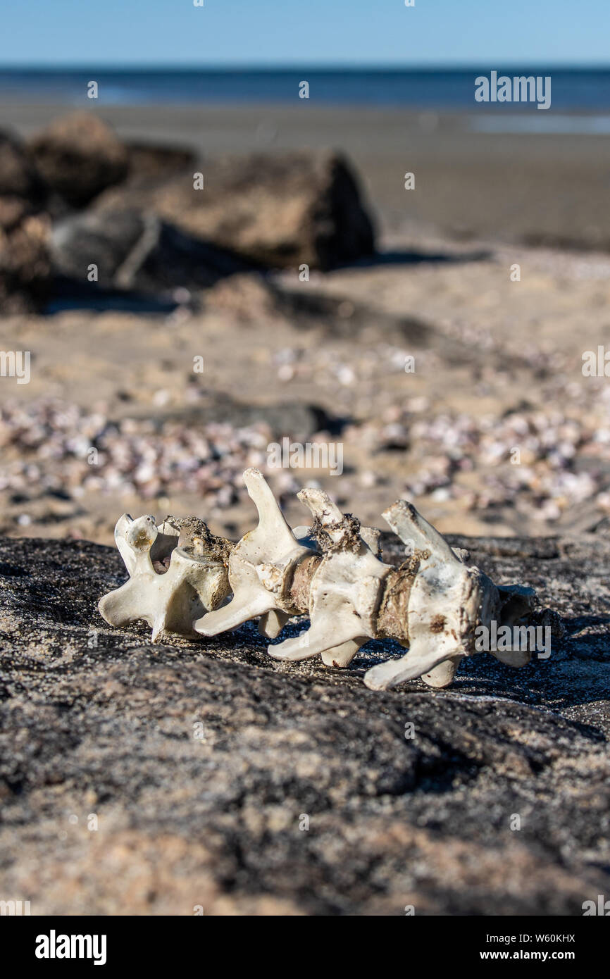 Fish skeleton hi-res stock photography and images - Alamy