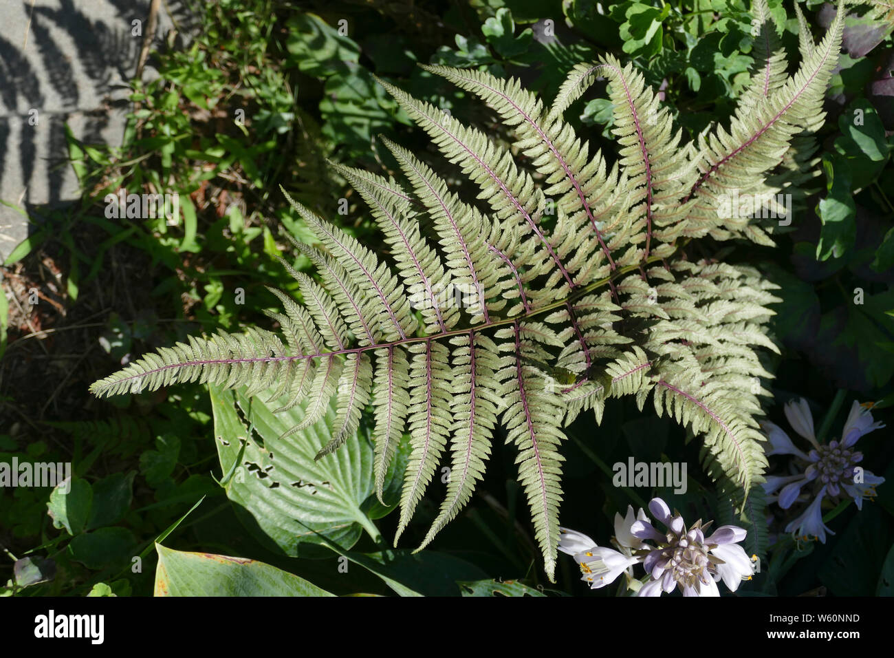 Variegated fern hi-res stock photography and images - Alamy