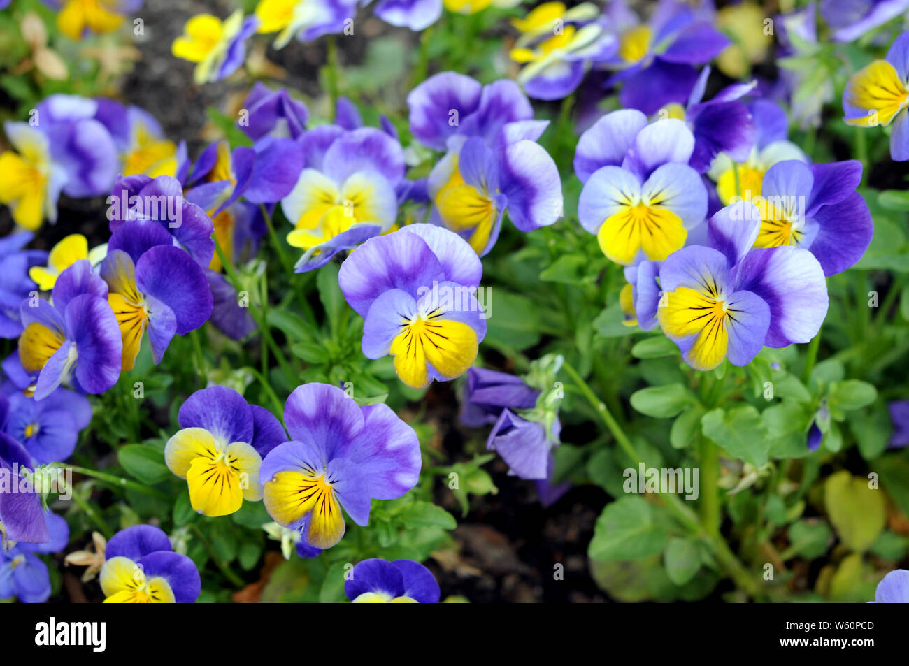 colorful pansy flowers in garden on daytime Stock Photo - Alamy
