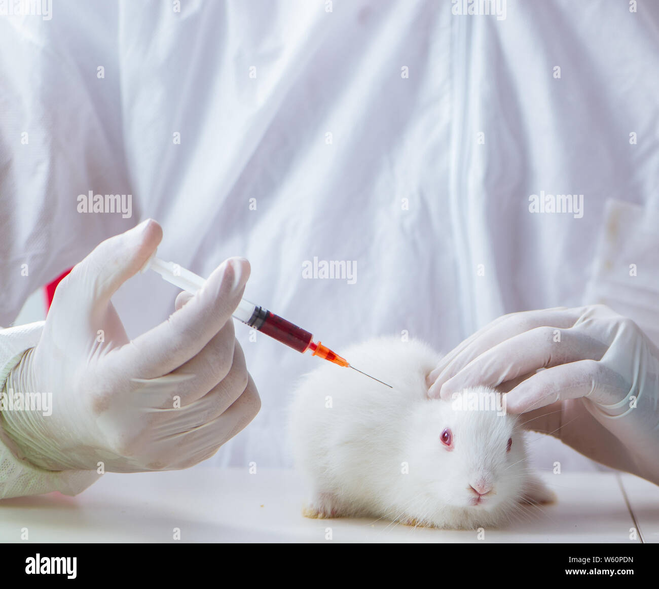 The white rabbit in scientific lab experiment Stock Photo - Alamy
