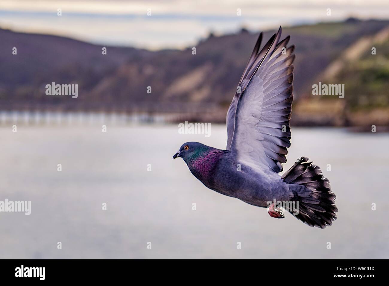 Green winged pigeon hi-res stock photography and images - Alamy