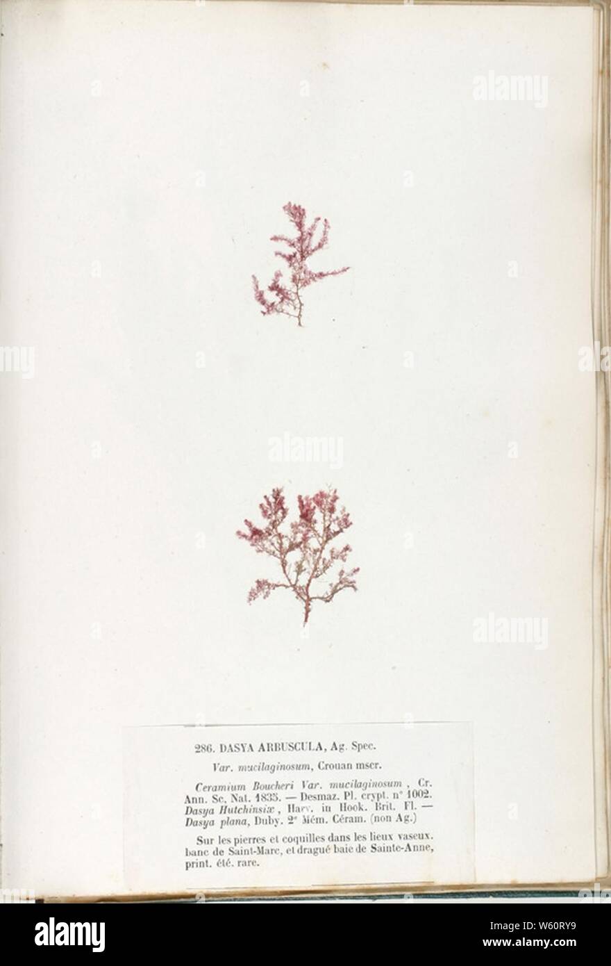 Dasya hi-res stock photography and images - Alamy