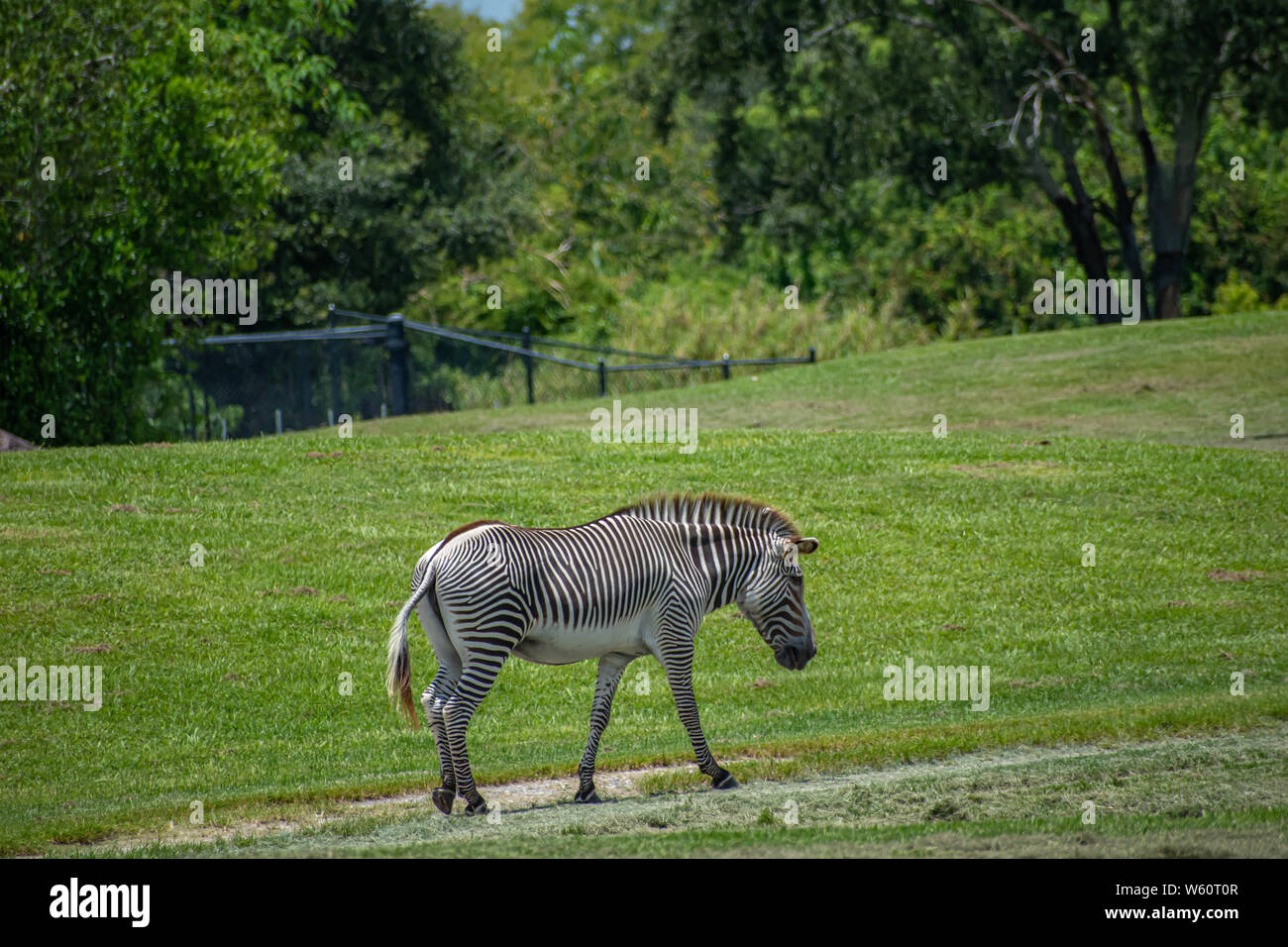 Tampa Bay, Florida. July 12, 2019. Nice Zebra walking in green meadow ...