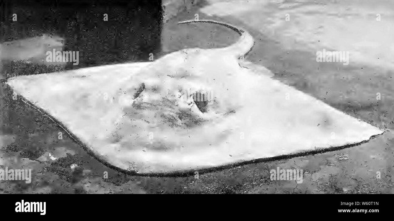 Dasyatis microps holotype Stock Photo - Alamy