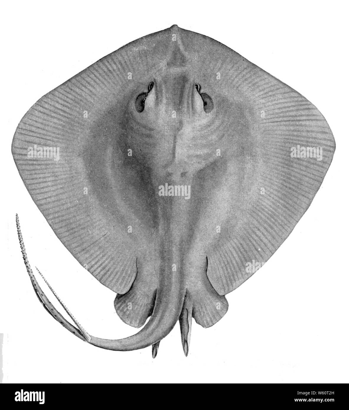 Dasyatis brevicaudata hi-res stock photography and images - Alamy