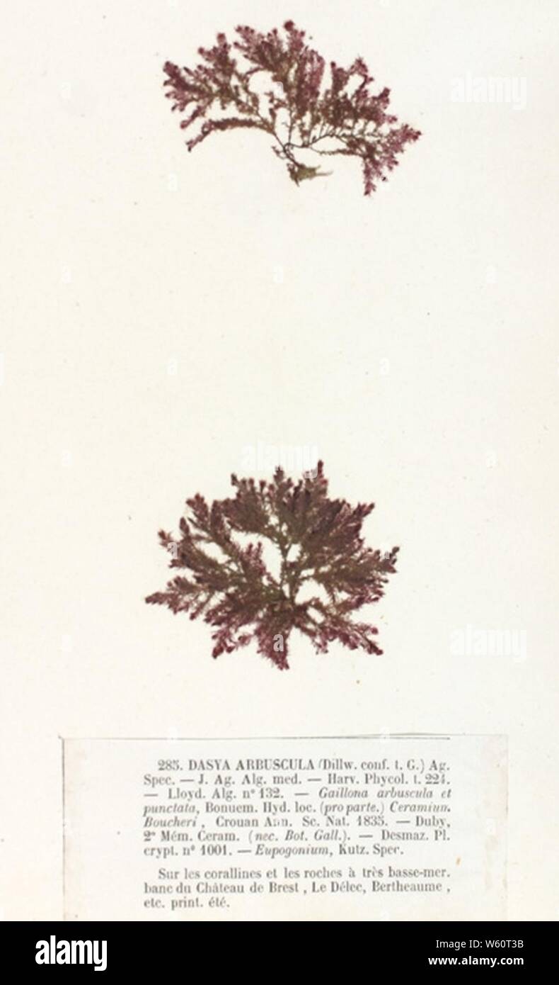 Dasya hi-res stock photography and images - Alamy