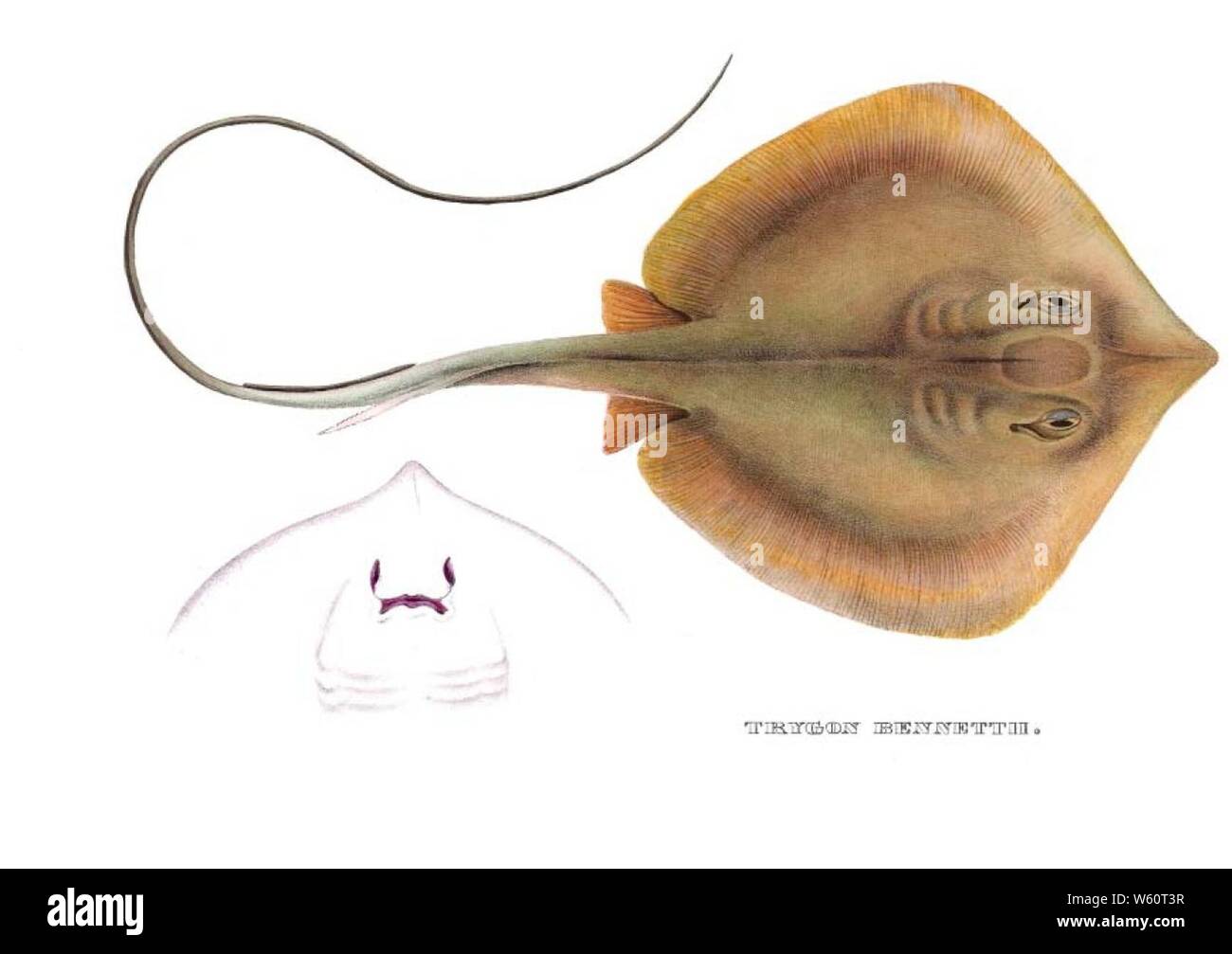 Dasyatis bennetti hi-res stock photography and images - Alamy