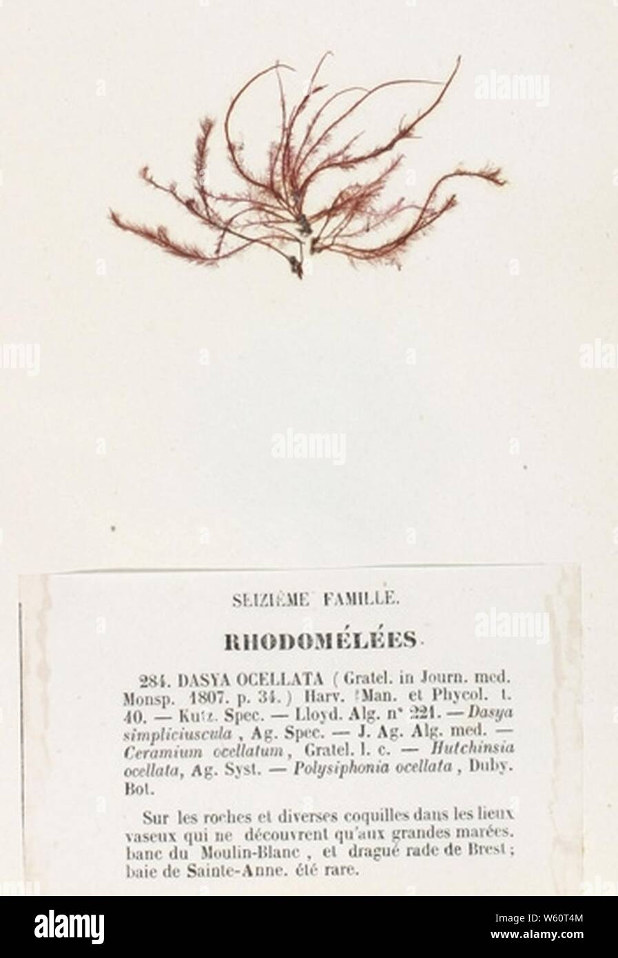 Dasya hi-res stock photography and images - Alamy