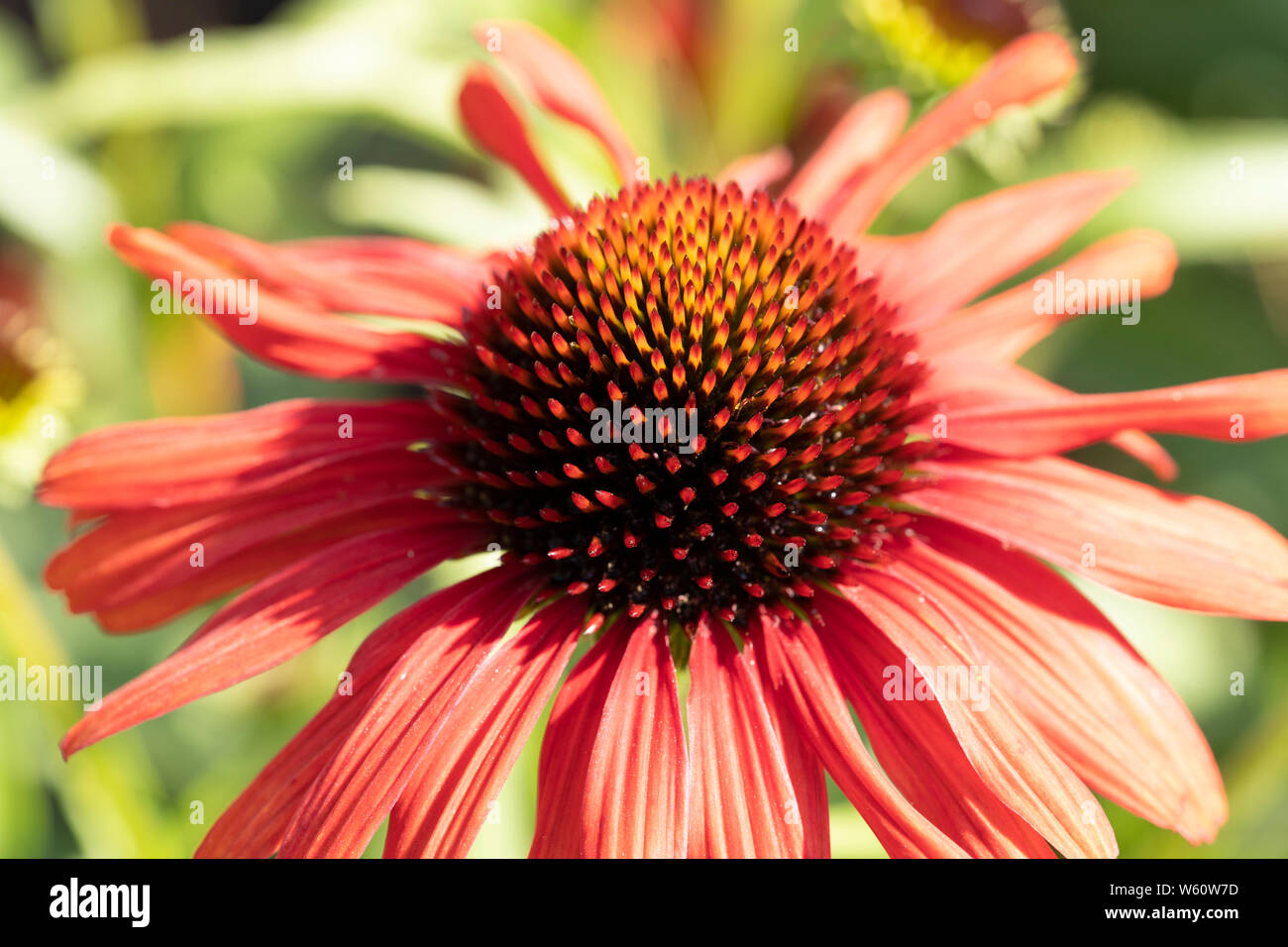 An Echinacea – hybrid ‘Sombrero Salsa Red’ Coneflower Stock Photo - Alamy
