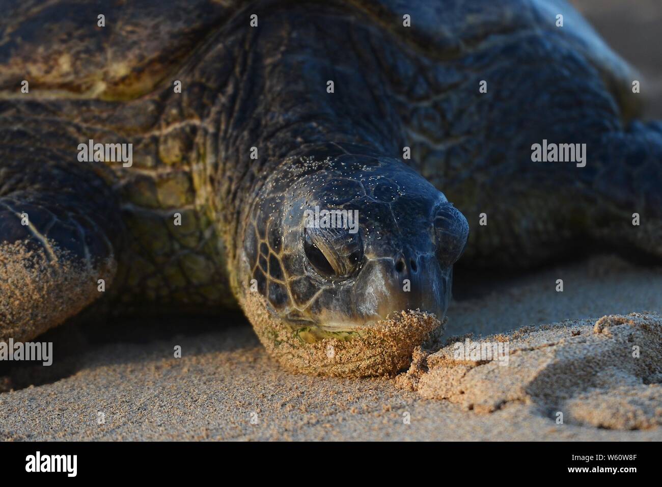 Sea Turtle Landscape in the Tropical Waters Stock Photo - Alamy