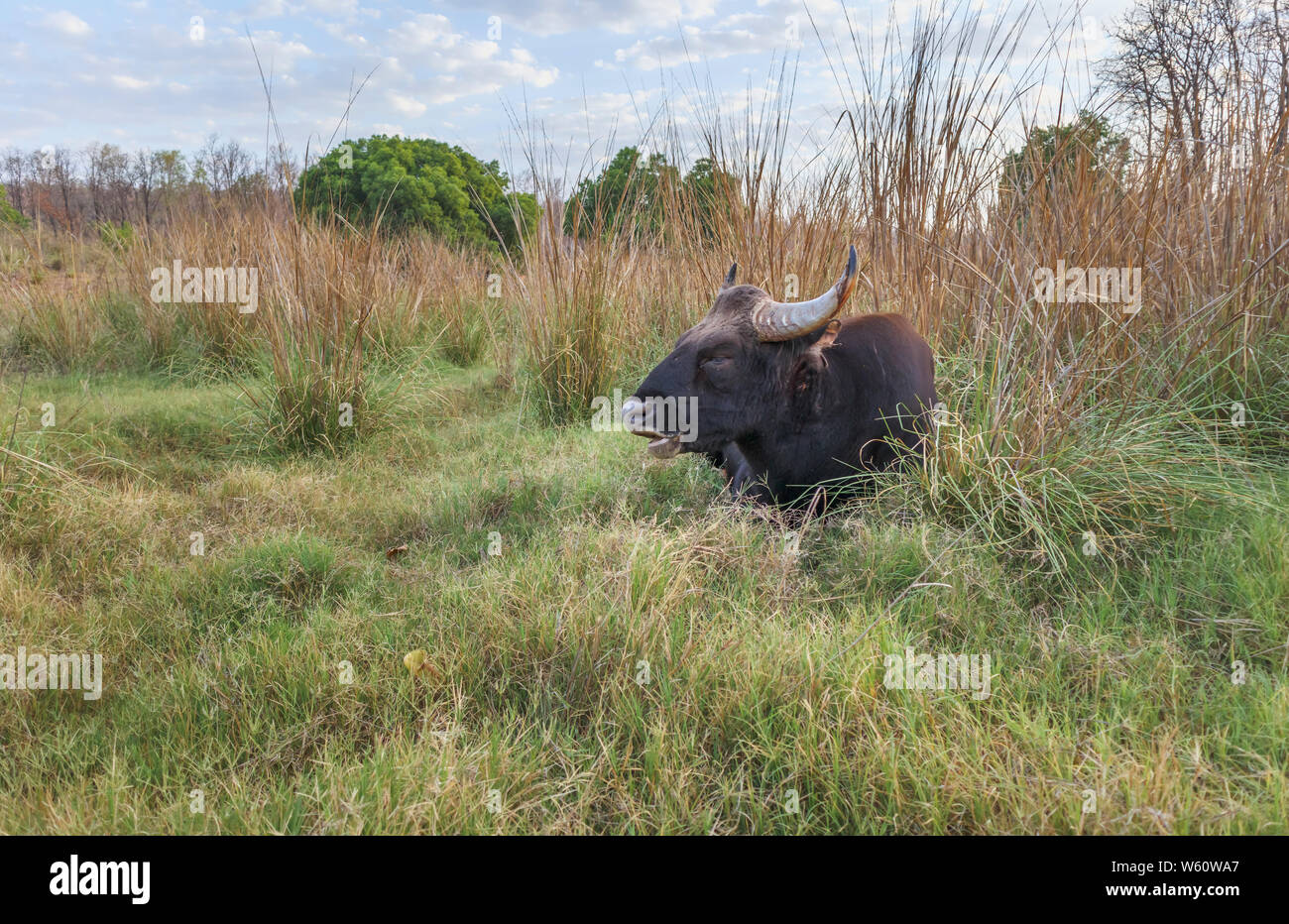 Gaur (Bos gaurus, Indian bison), the largest wild cattle species ...