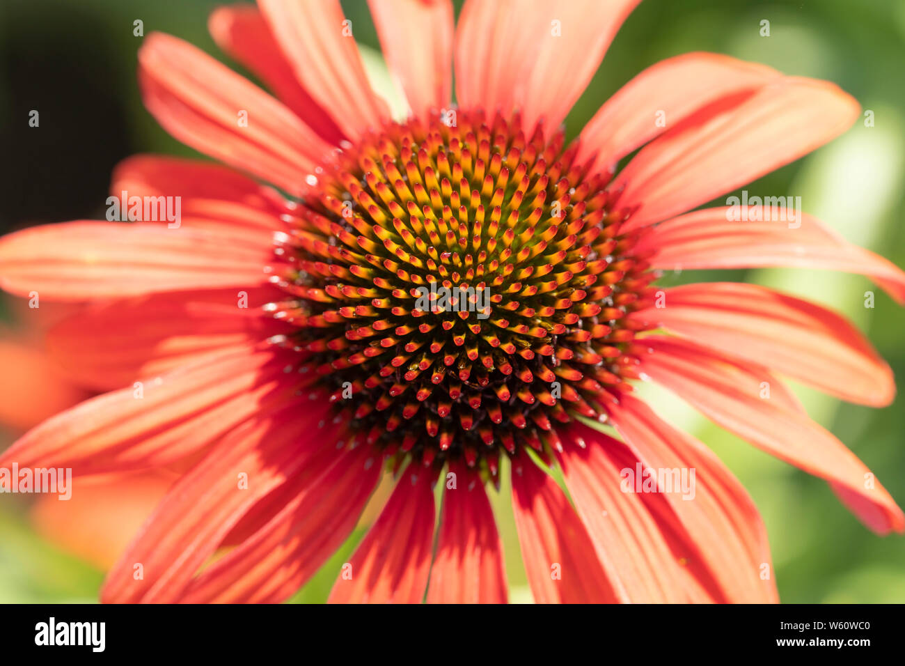 Sombrero salsa red coneflower hi-res stock photography and images - Alamy