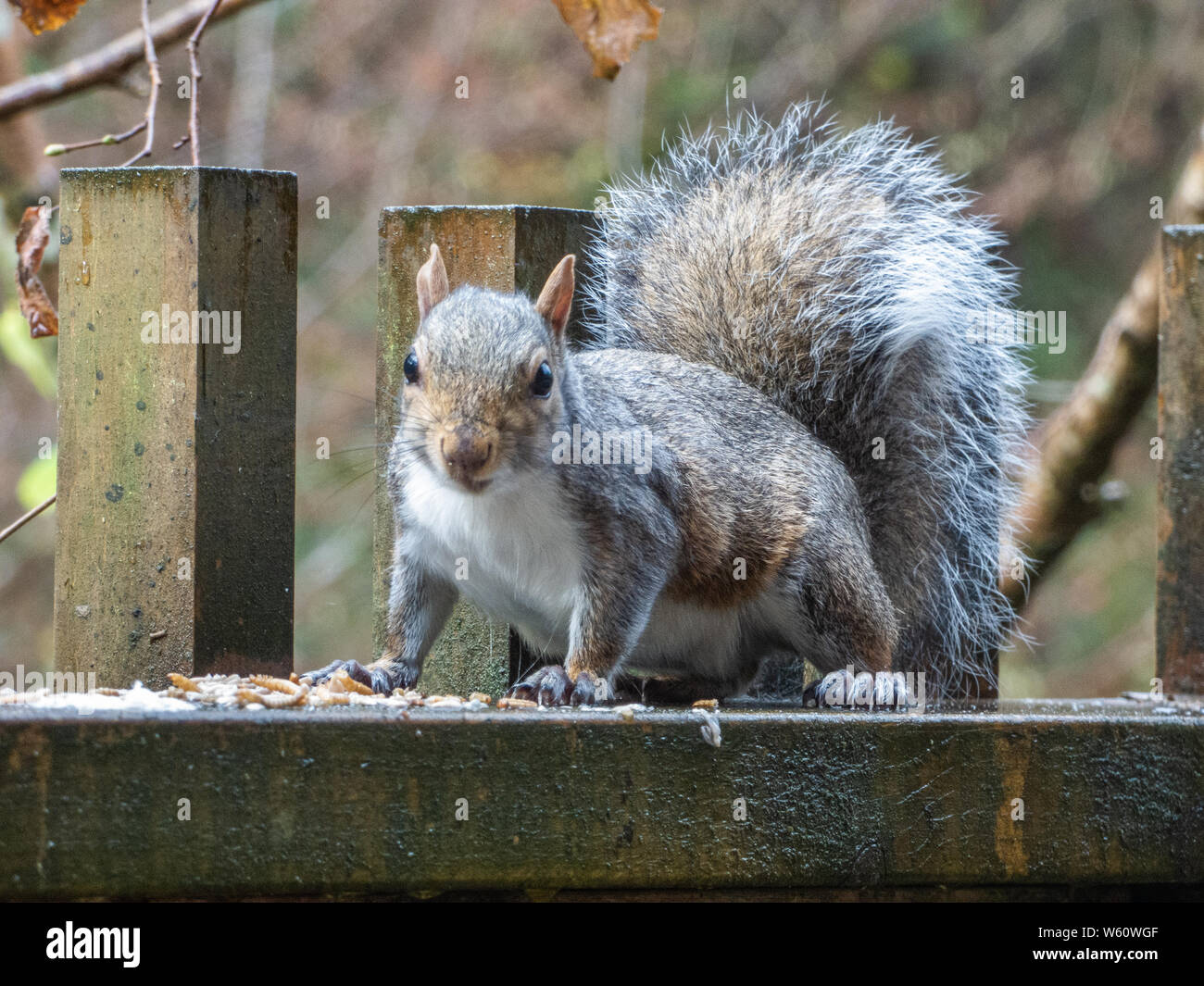 Grey squirrel photographs hi-res stock photography and images - Alamy