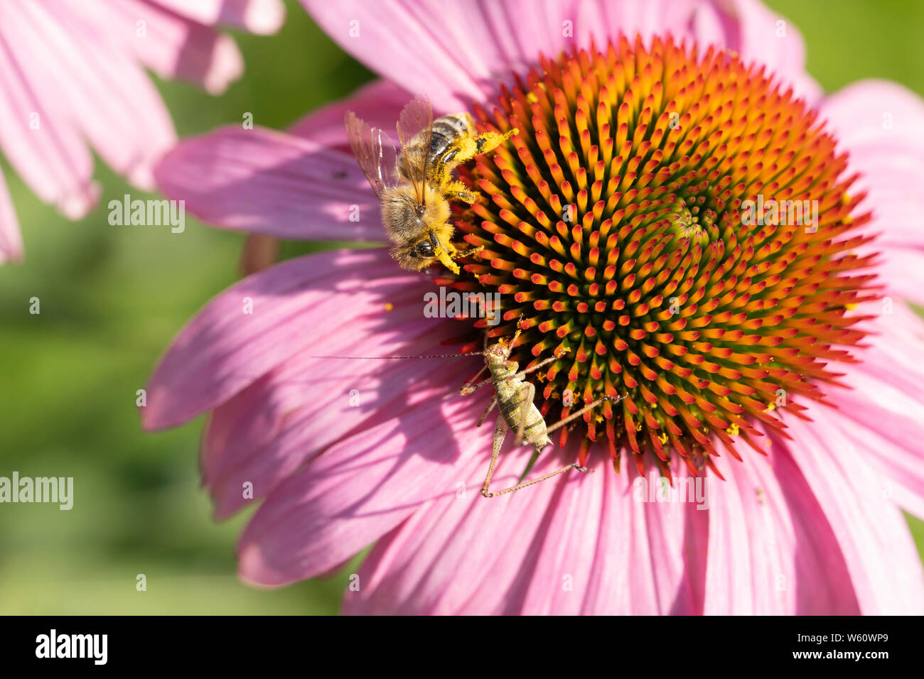 Cricket face hi-res stock photography and images - Alamy