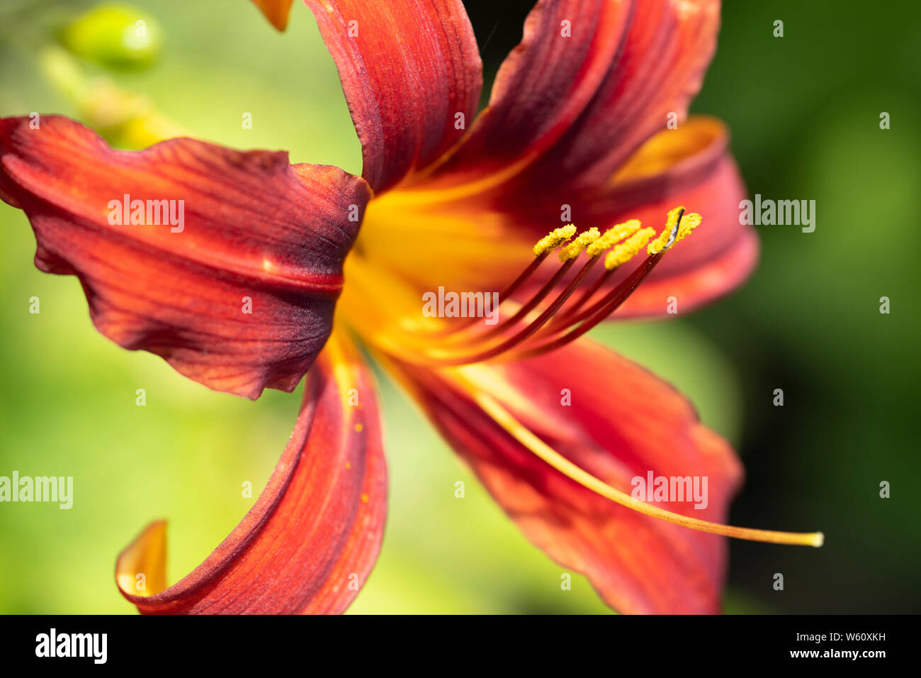 Red flower yellow centre hi-res stock photography and images - Alamy