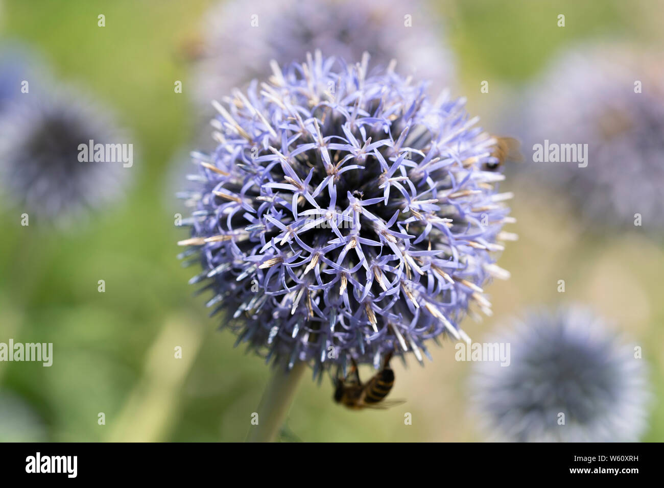 Echinops ritro 'Veitch's Blue' (common name: small globe thistle ...