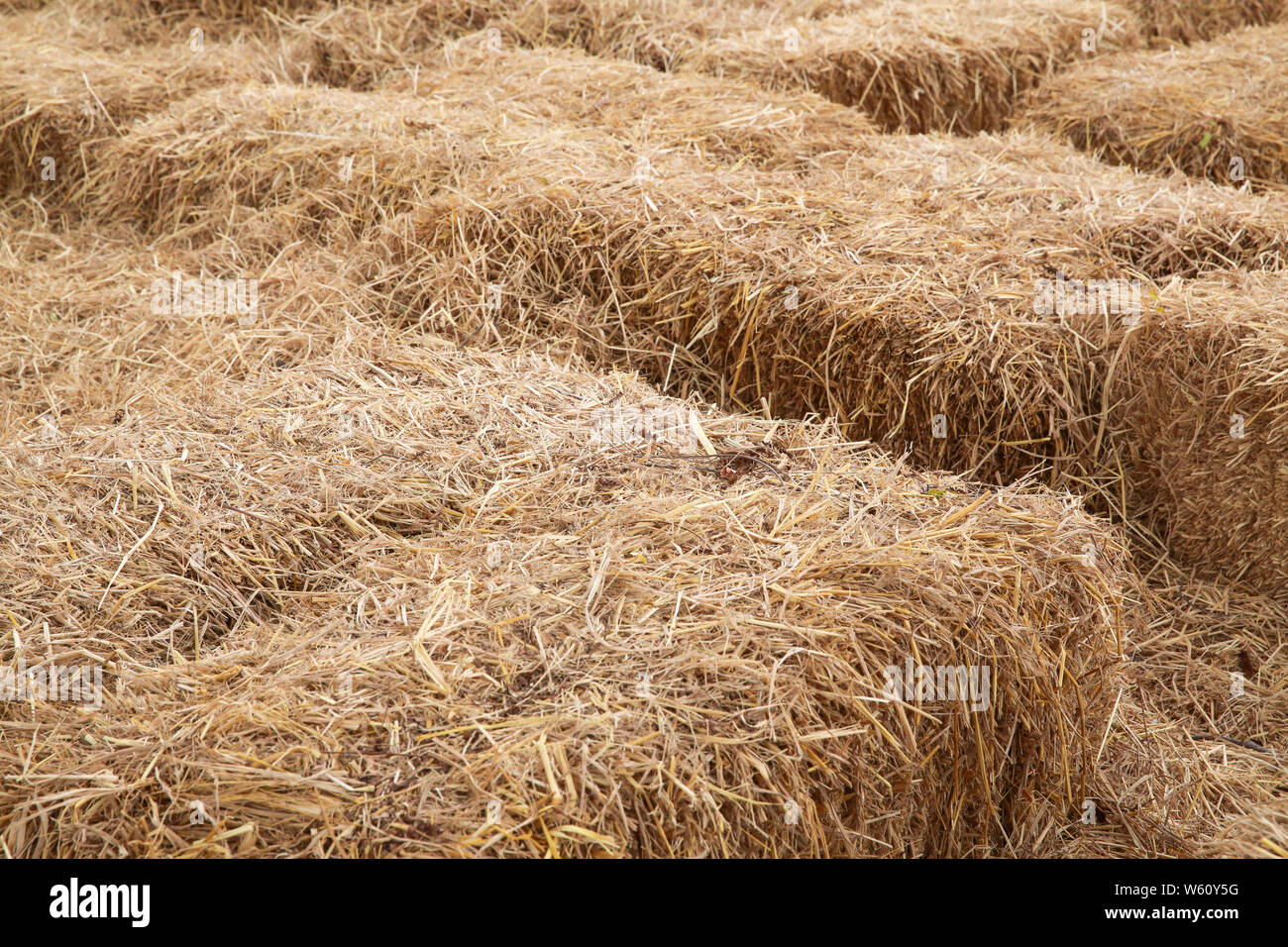 dry yellow hay using for agriculture background Stock Photo - Alamy