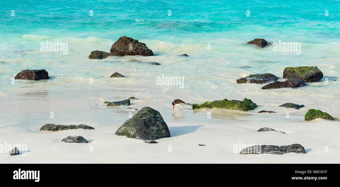 Panorama of Gardner Bay beach, the turquoise waters of the Pacific and ...