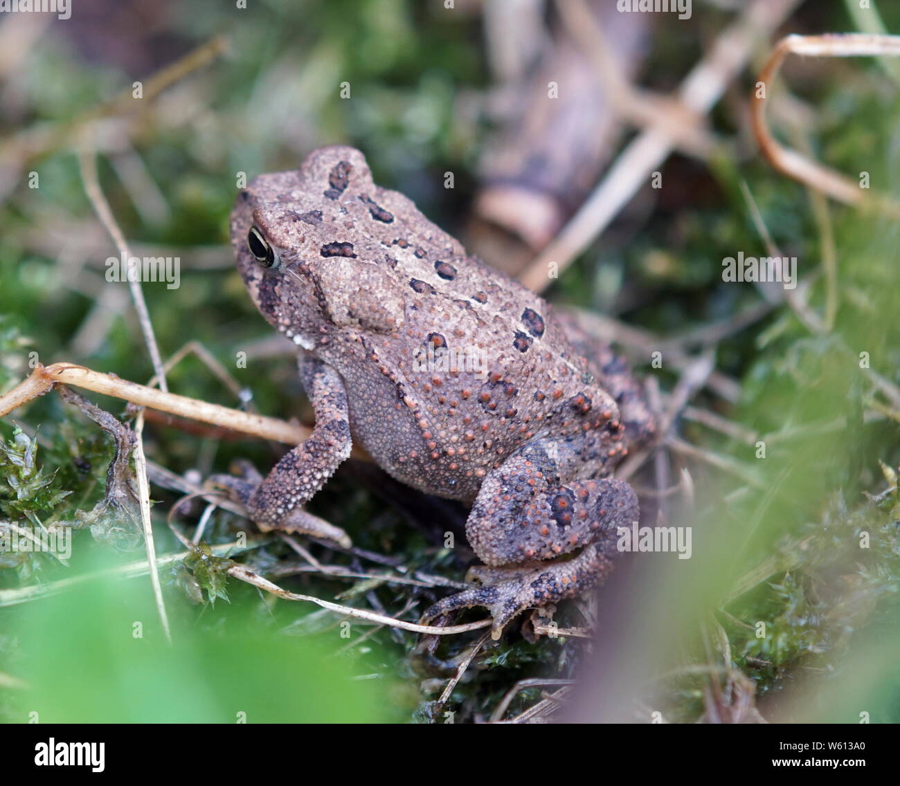 toad on the ground Stock Photo - Alamy