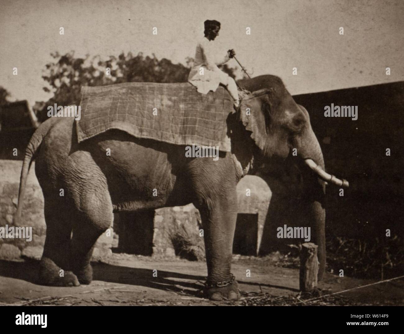Dayal, Raja Lala Deen - Elefant mit Mahout Stock Photo - Alamy