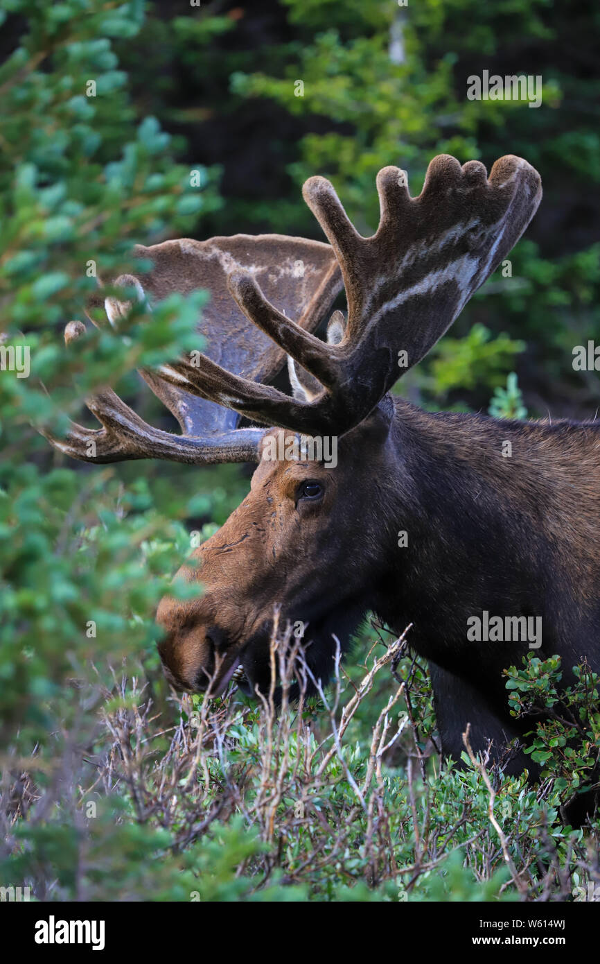 Moose portrait hi-res stock photography and images - Alamy
