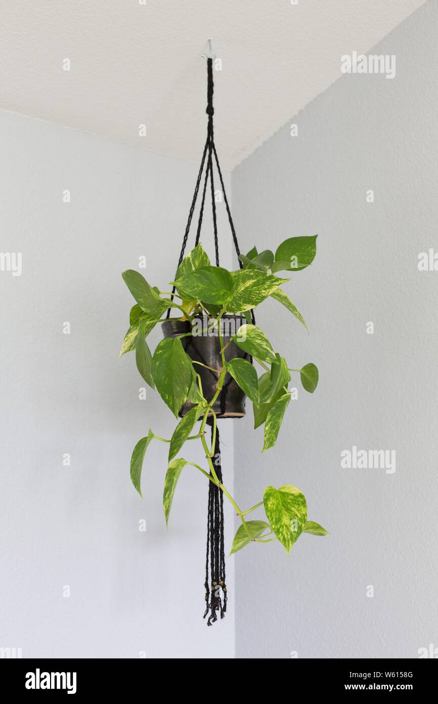 Philodendron pot hi-res stock photography and images - Alamy