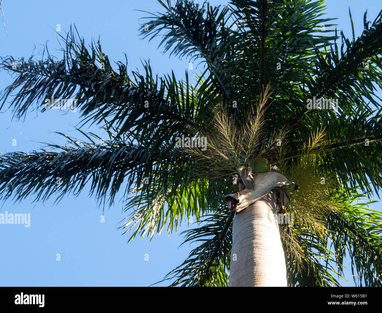 Palm tree, looking up from below, blue sky, Australia Stock Photo - Alamy