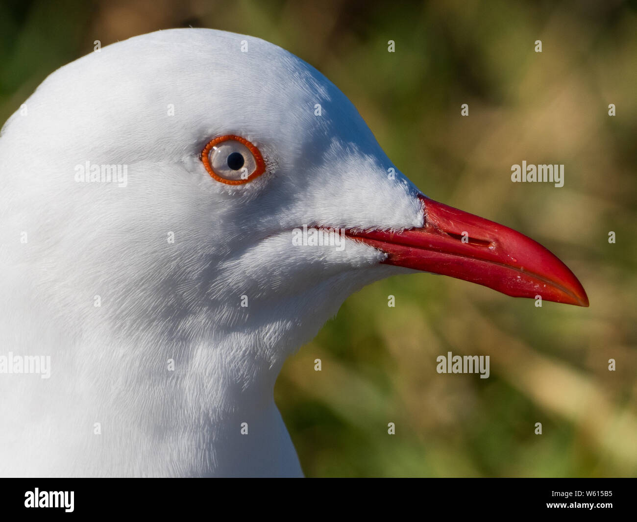 Seagull bird closeup, with and orange beak and white eye with orange ...