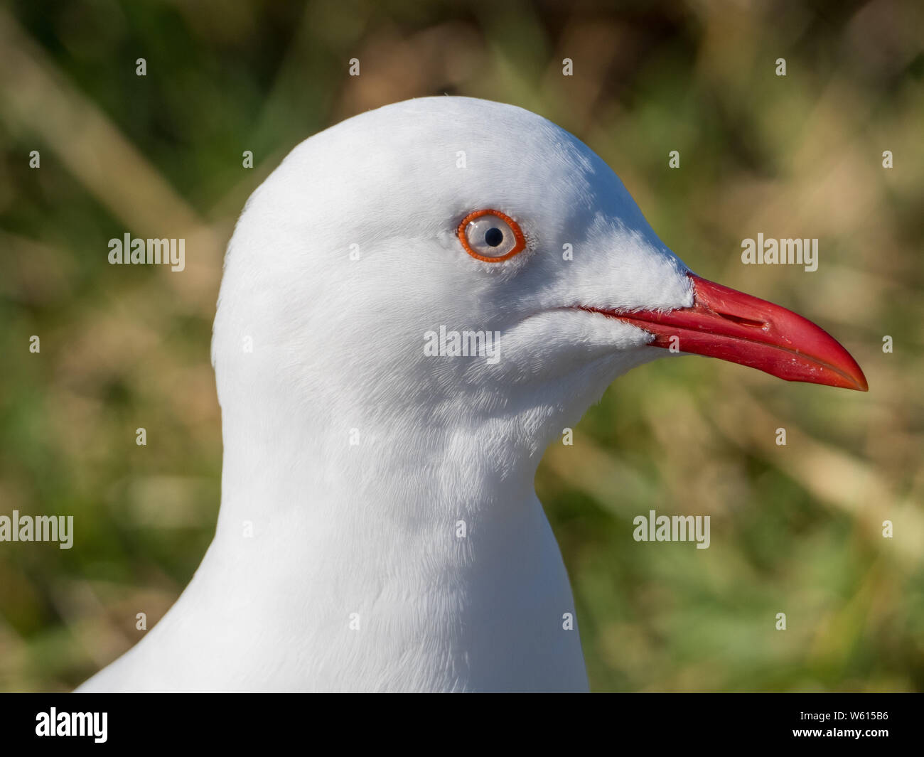 Closeup of a white feathered Seagull with and orange beak and white eye ...