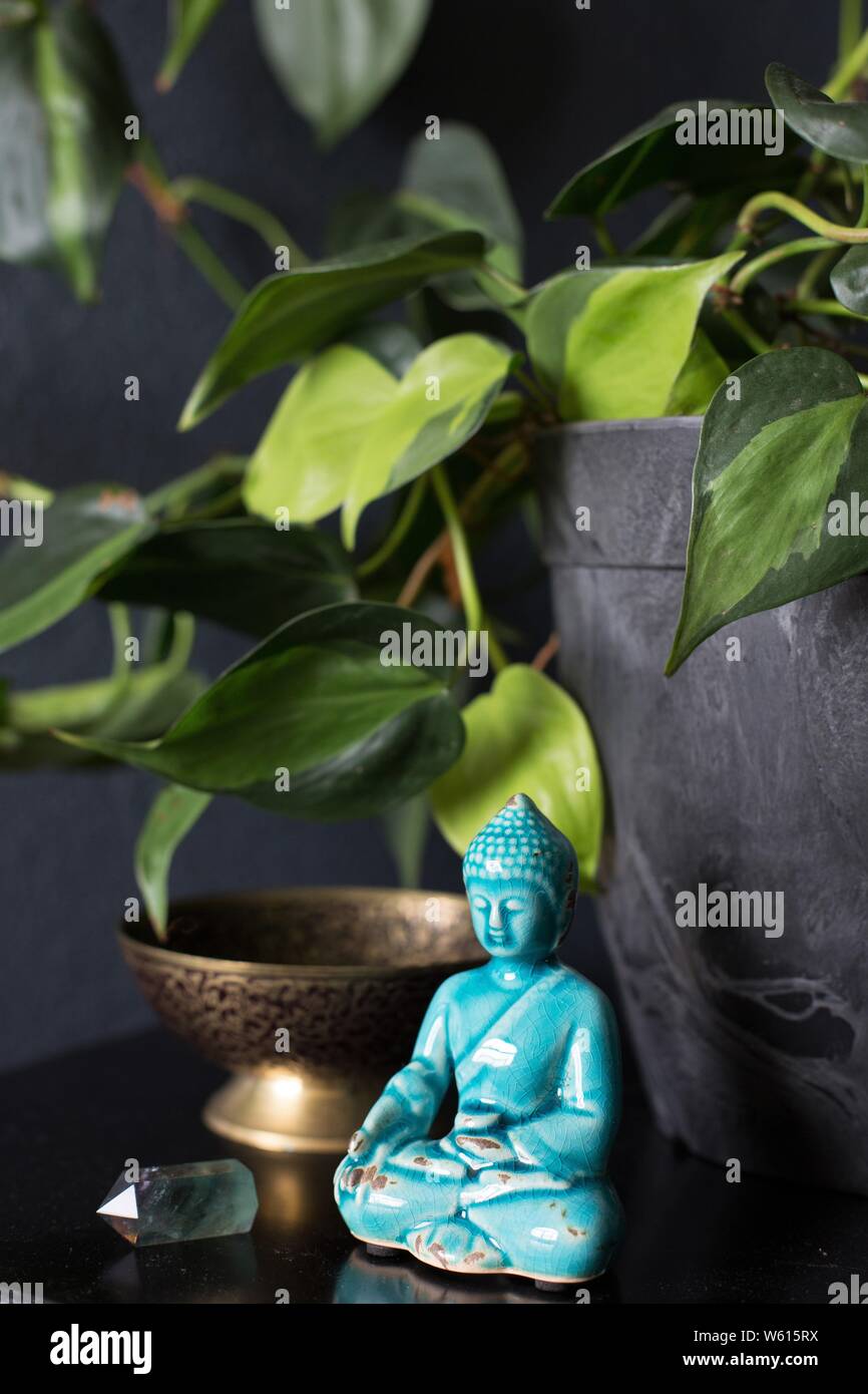 Philodendron variegated hi-res stock photography and images - Alamy