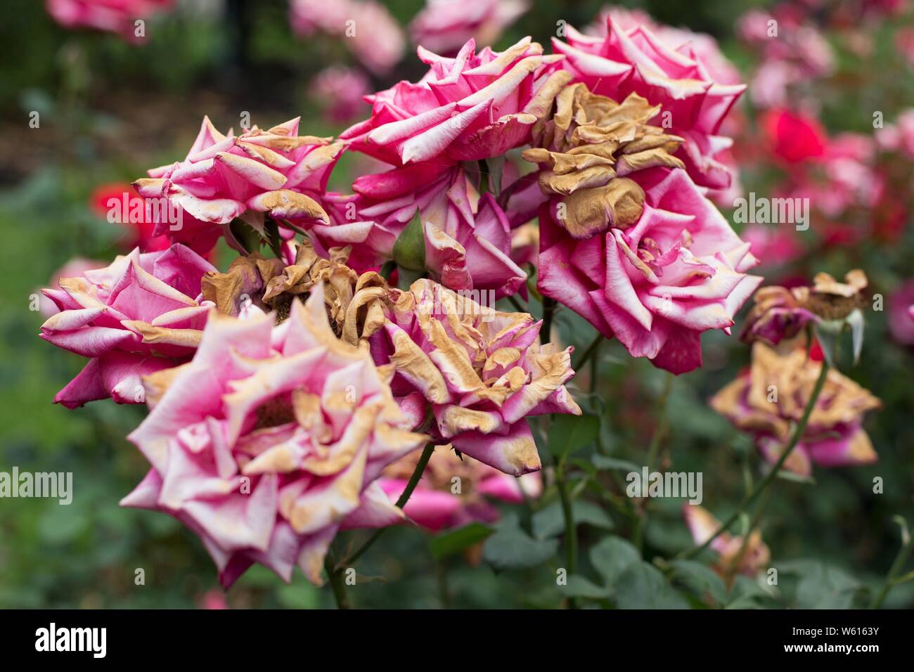 Rose timeless pink hi-res stock photography and images - Alamy