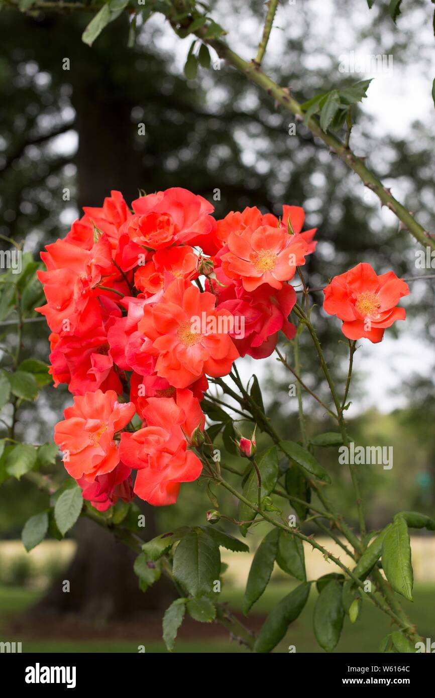 Rosa fred loads hi-res stock photography and images - Alamy